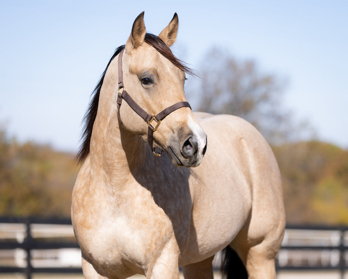 Boons Lady French and Ceri Ward place at the Lone Star Futurity ...