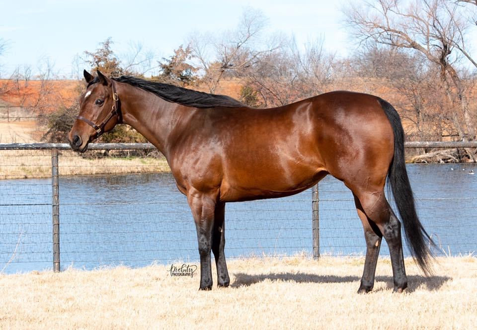 Royal Sissy Irish – Knight Vision Performance Horses